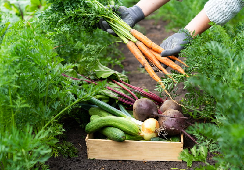 Horta em casa: como fazer em 10 passos